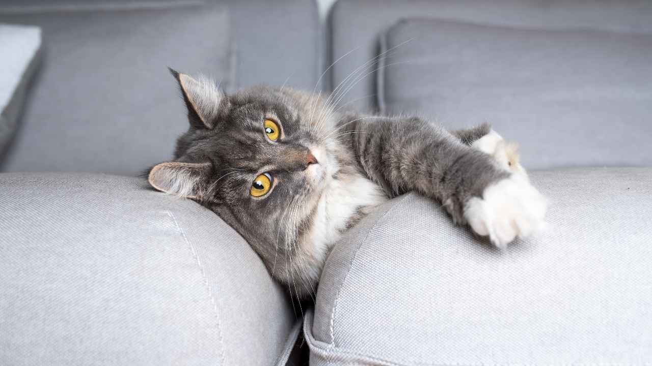 Creating a Safe Space in a Multi Cat Household | Catology