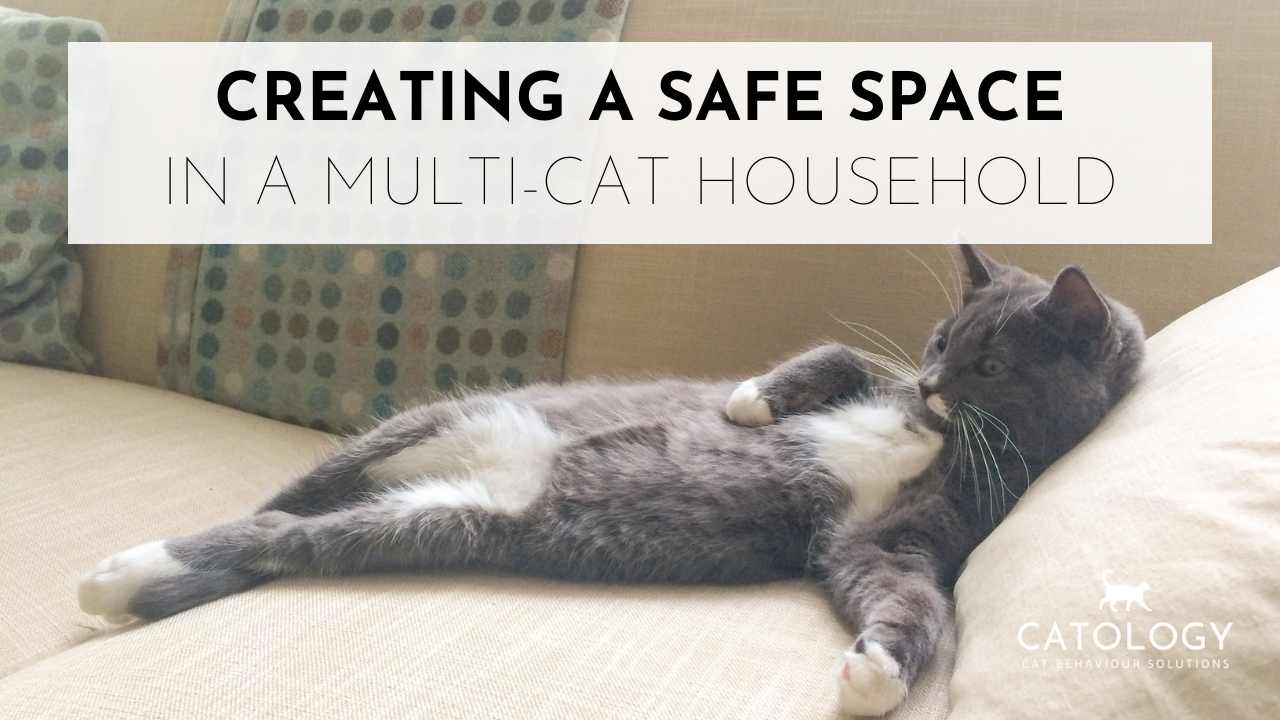 Creating a Safe Space in a Multi Cat Household | Catology