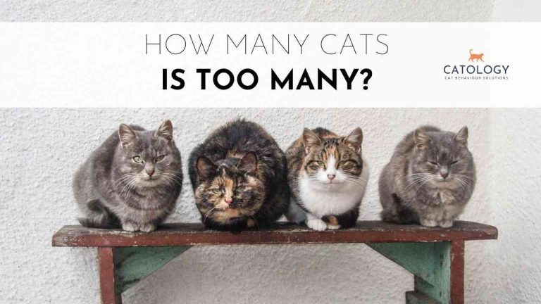How Many Cats Is Too Many? | Catology