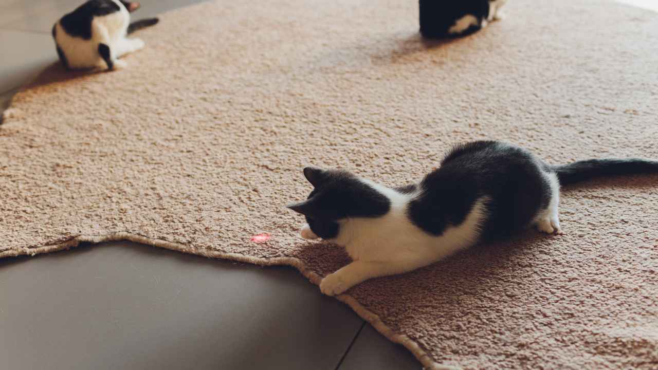 Is Scruffing a Cat OK? | Catology